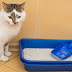 Cats Are Cleanly - This Can Help Stop Litter Box Problems
