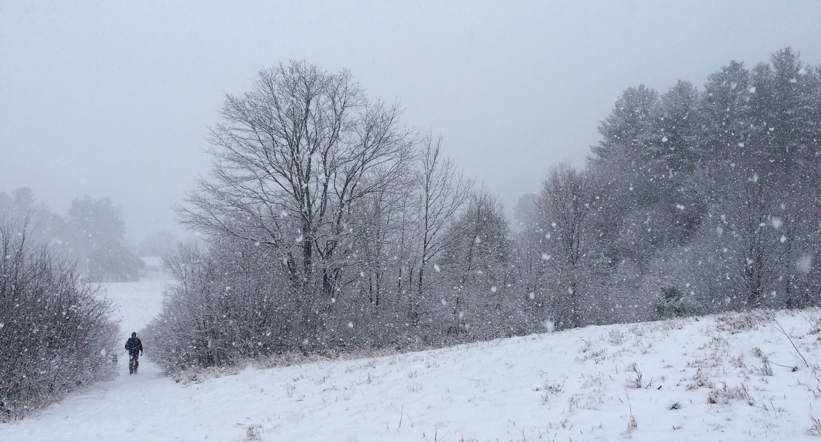 Spicebush Log: Fresh Snowfall
