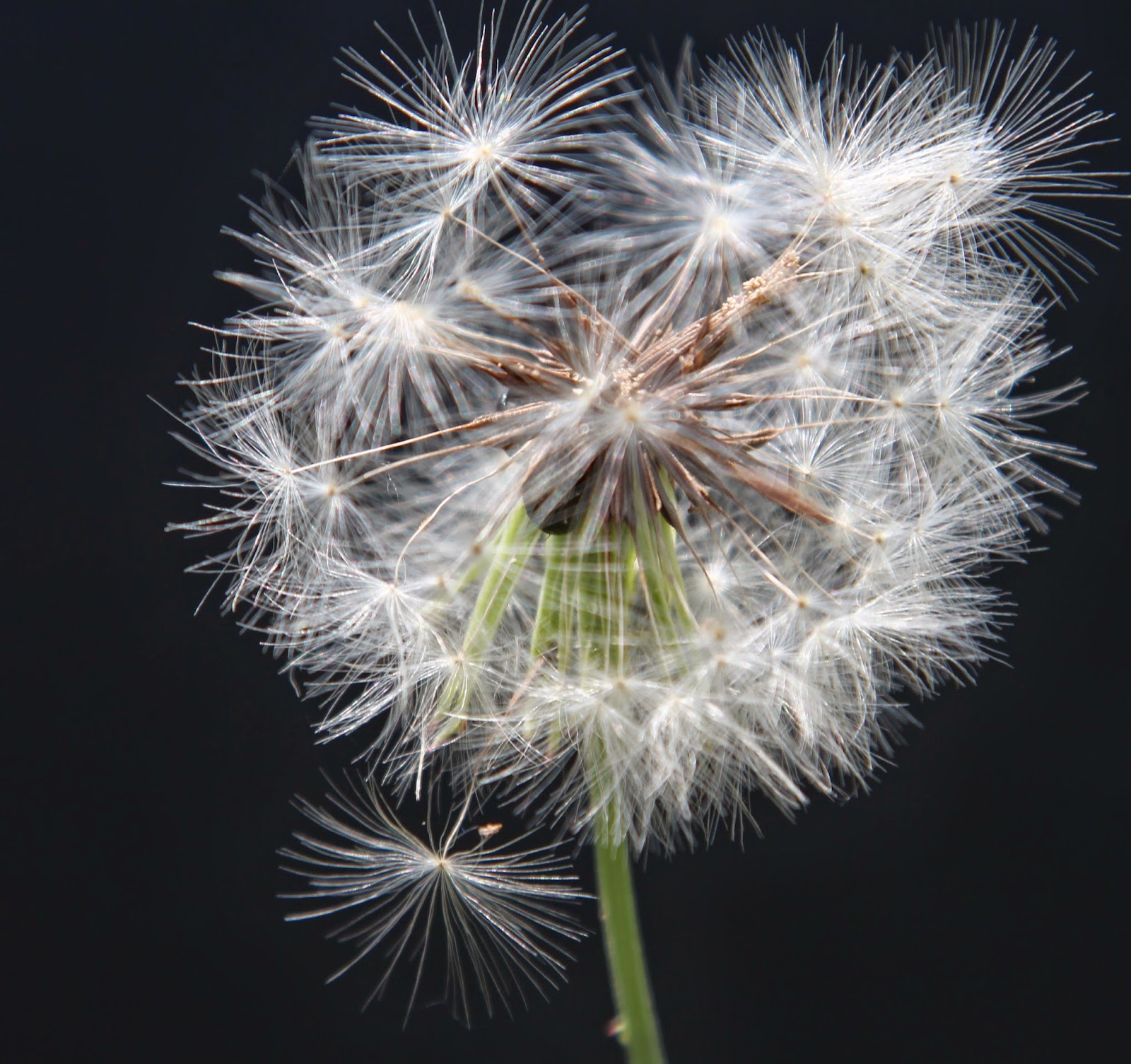 Art of the Day: Anatomy of a Dandelion