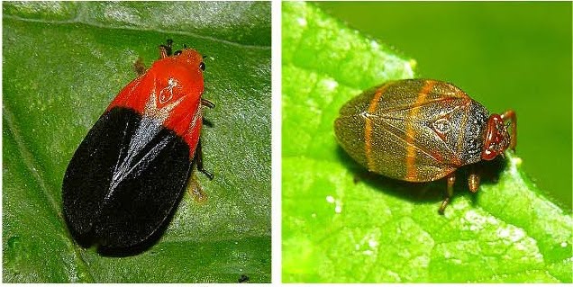 Ento-UIS: HEMIPTERA: Cicadellidae (Leafhoppers)