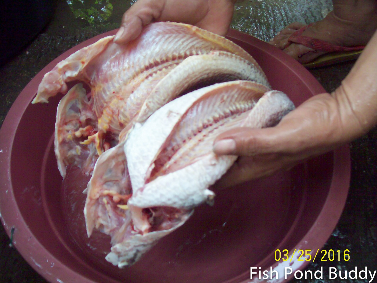 Fish Pond Buddy: How to Clean Mudfish ("Dalag")