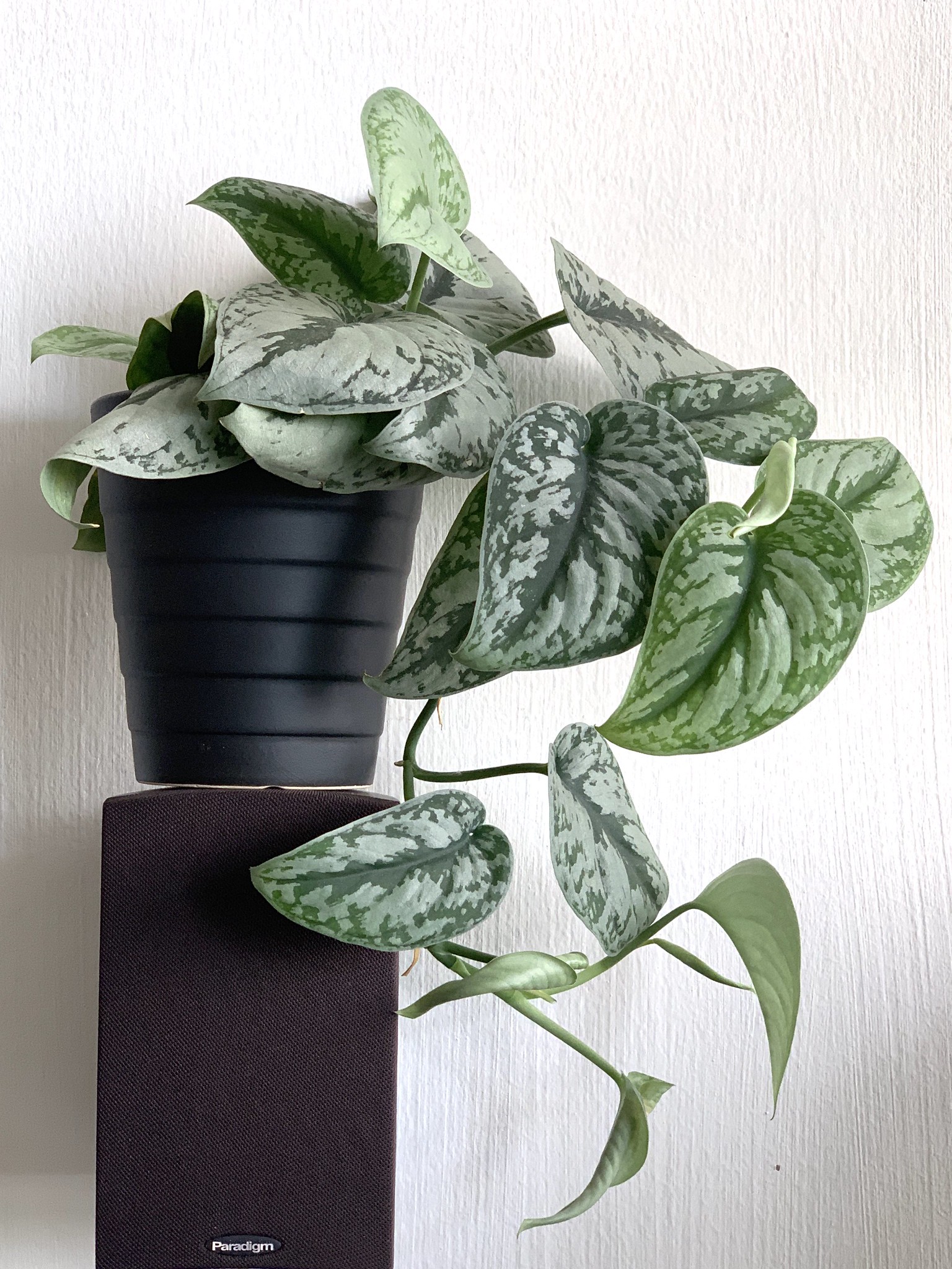Scindapsus pictus - Satin pothos - Silver pothos care and culture ...