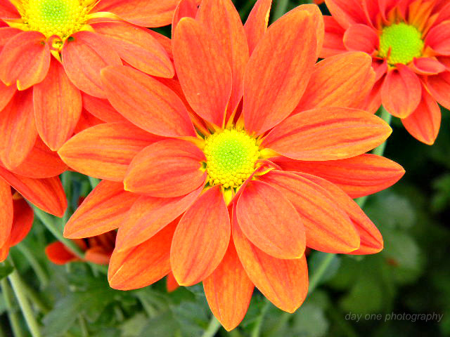 Day One Photography: Fire Orange Mums