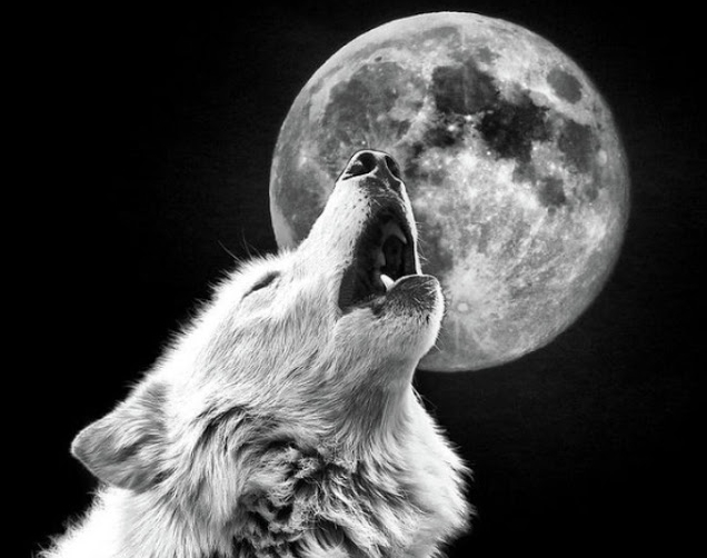 White Wolf : Full Spirit Moon 2020: What You Need to Know About October ...