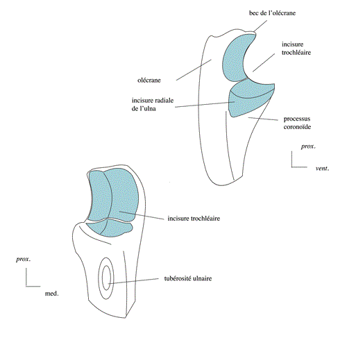 C-SURFACES ARTICULAIRES DE L’EXTREMITE SUPERIEURE DU RADIUS