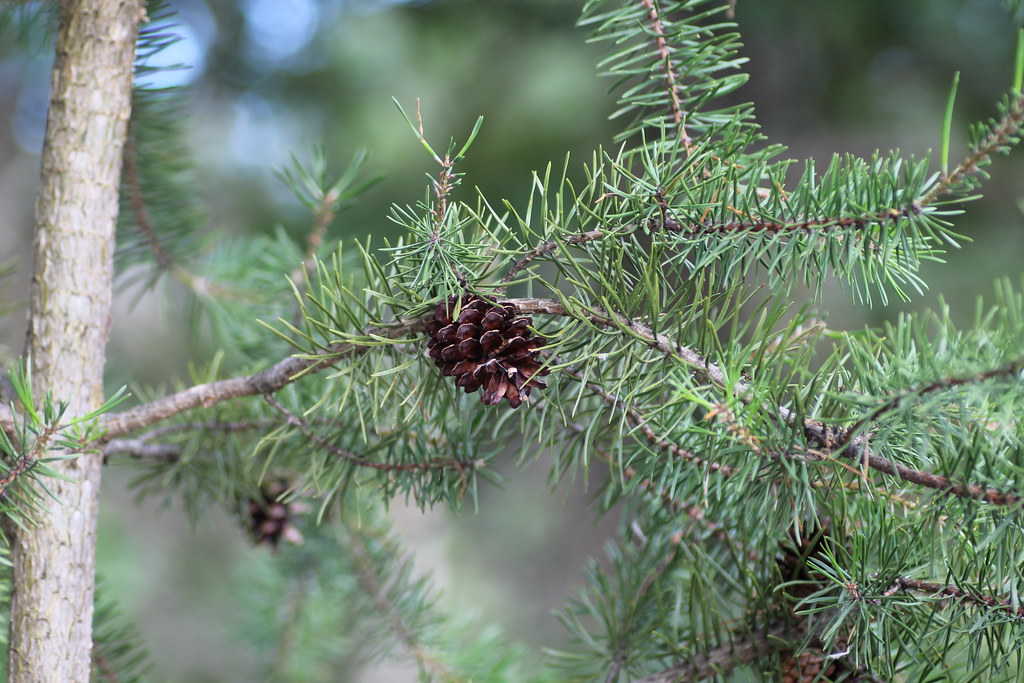 Pinus banksiana - Jack Pine care and cultivation | Travaldo's blog