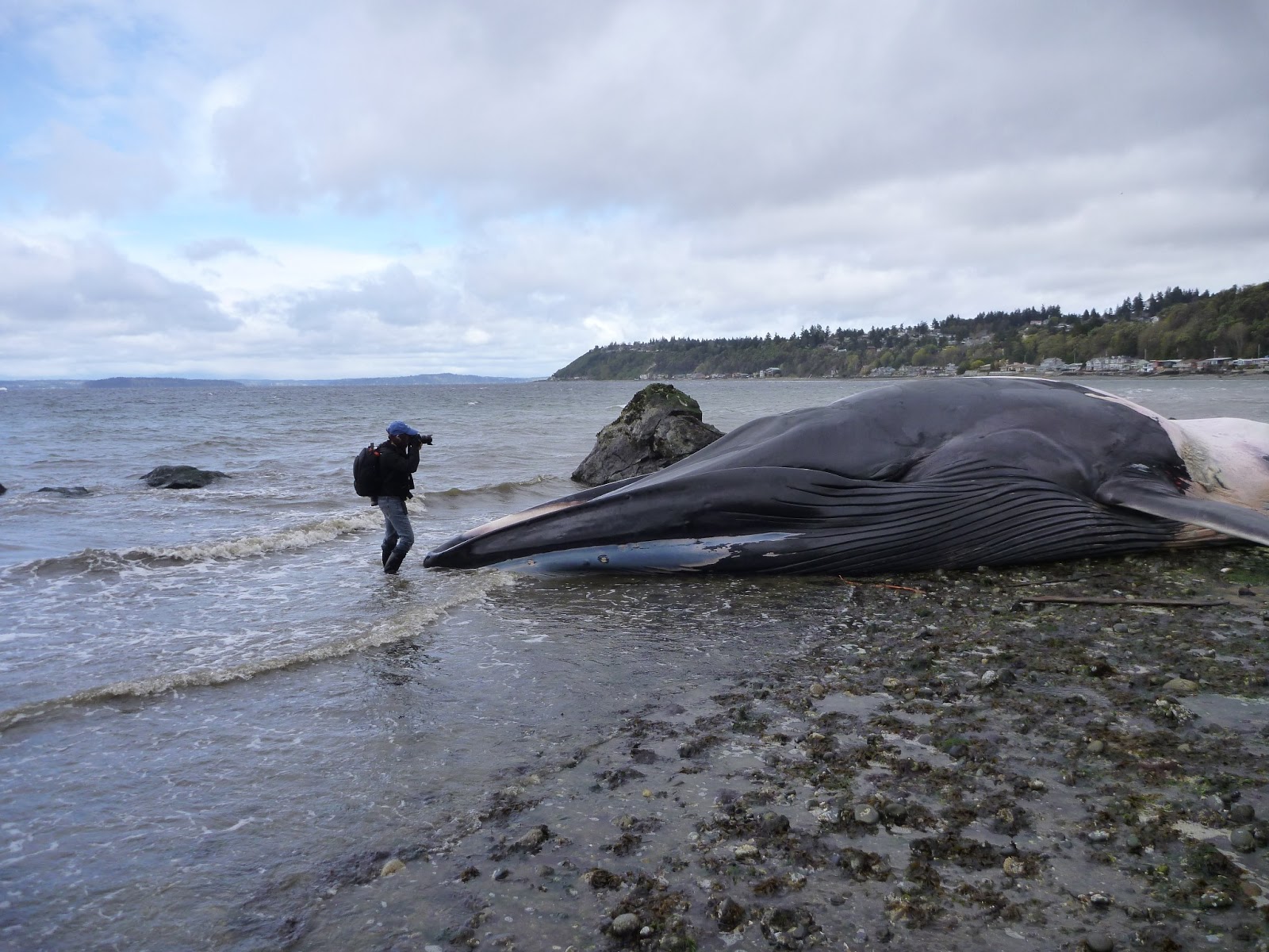 Buzz's Marine Life of Puget Sound