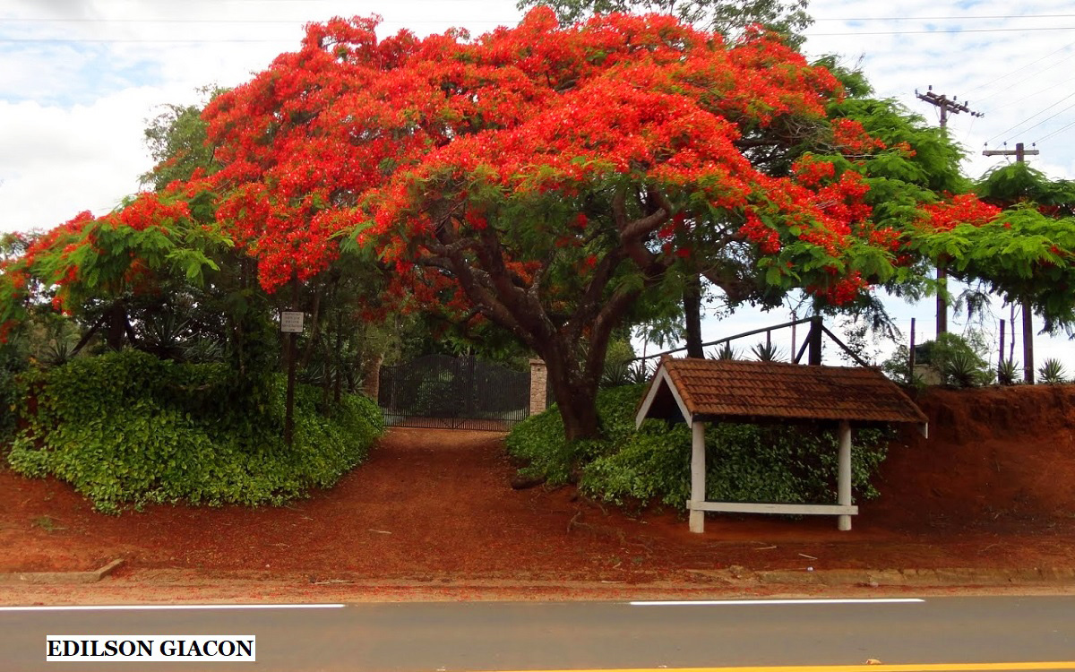 Viveiro Ciprest - Plantas Nativas e Exóticas: Flamboyant Vermelho ...