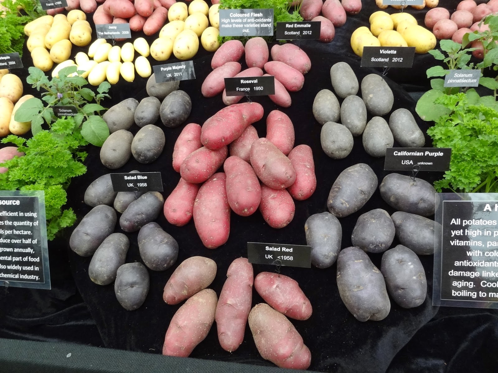 Down on the Allotment: May 2015