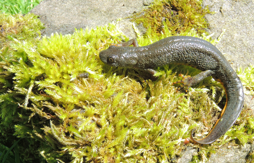 Species of UK: Week 21: Great Crested Newt (‘Triturus cristatus’)