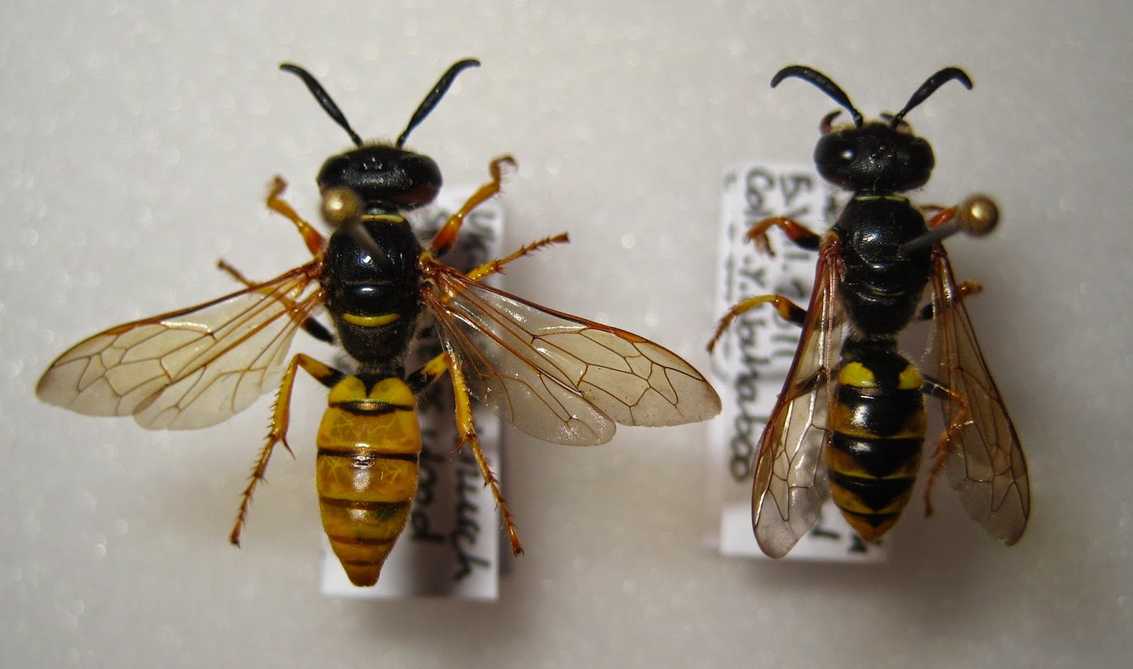 Insects of Britain: The Bee-Wolf