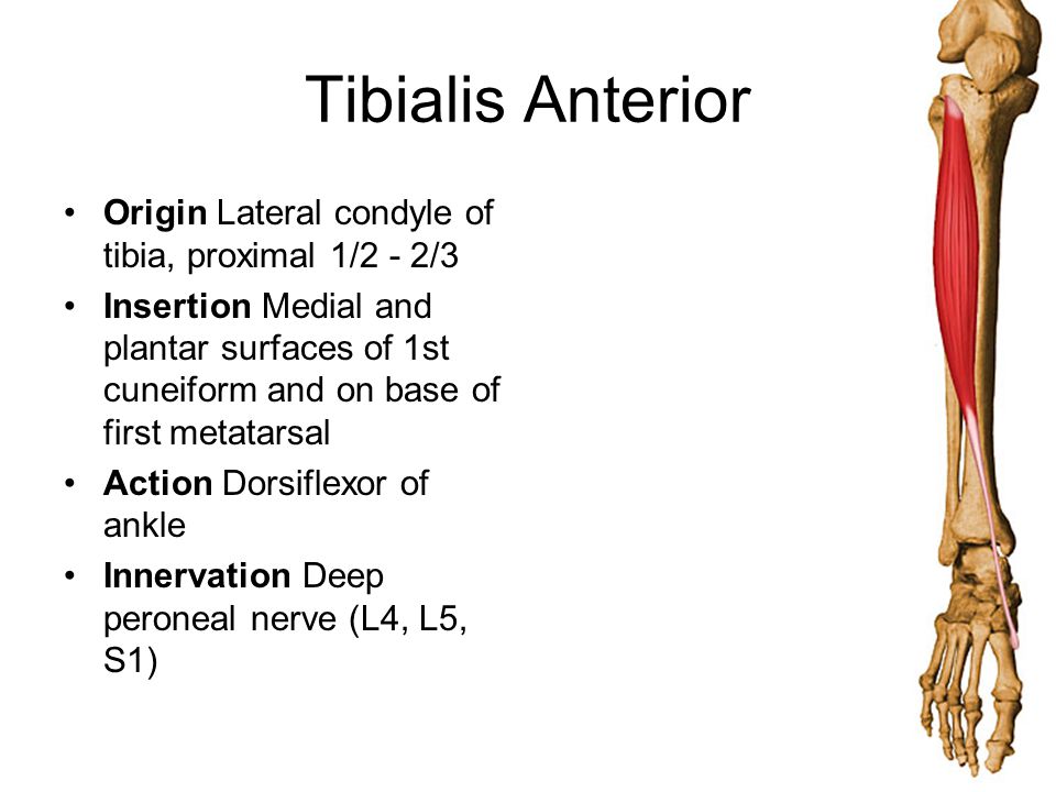 The Tibialis Anterior Muscle Yoganatomy