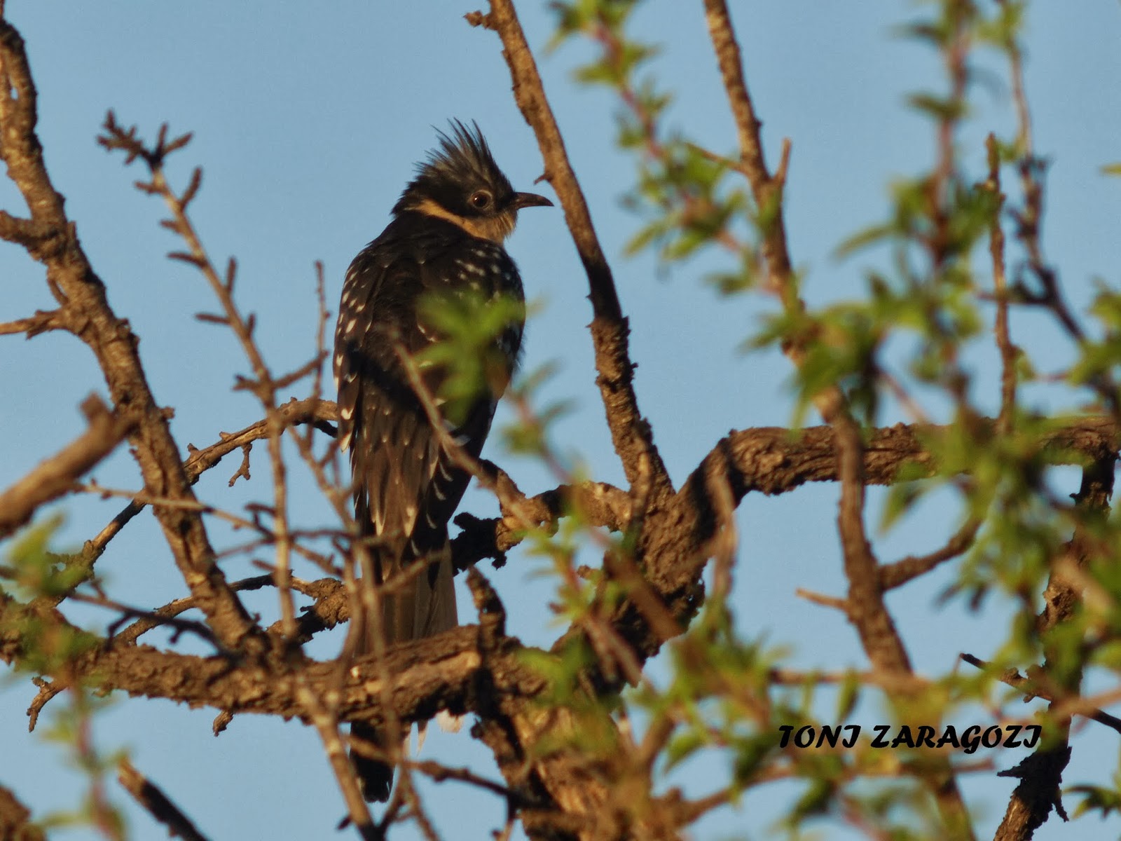Toni l' abellerol: Cucut reial ( Clamator glandarius) a la zona de L ...