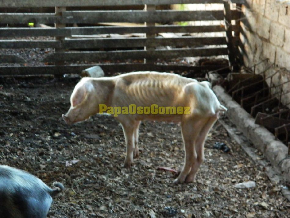 / PapaOsoGomez.net / PapaOsoRD.com: FOTO MISTERIO --- EL CERDO MAS ...