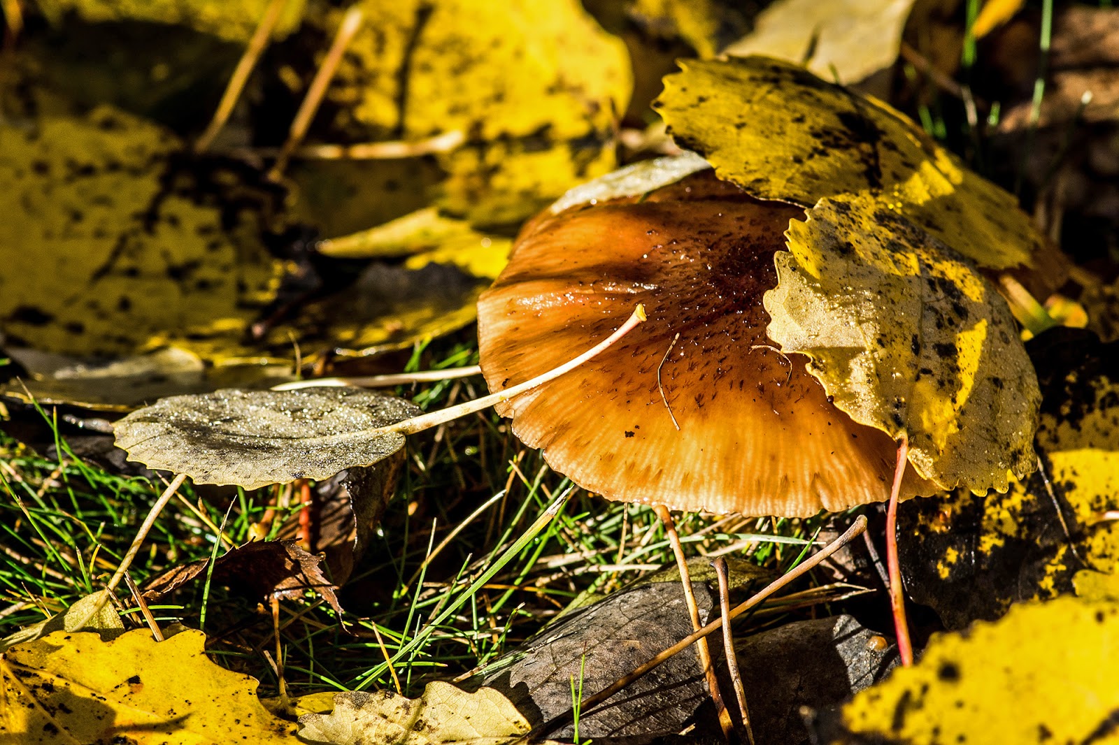4 passi in Val di Sole: Funghi chiodini nel giardino di casa
