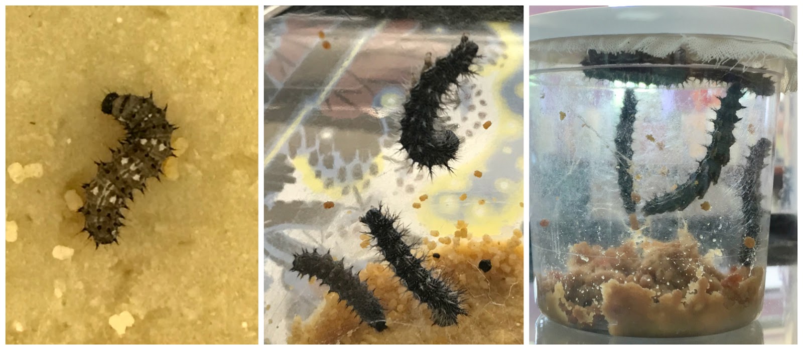 Adventures In Storytime (and Beyond): Butterfly Metamorphosis - Passive ...