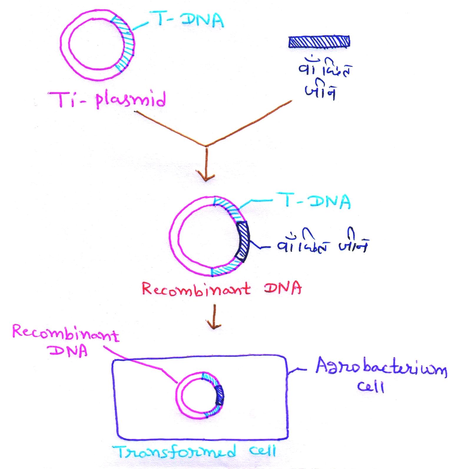 Agrobacterium Mediated Gene Transfer