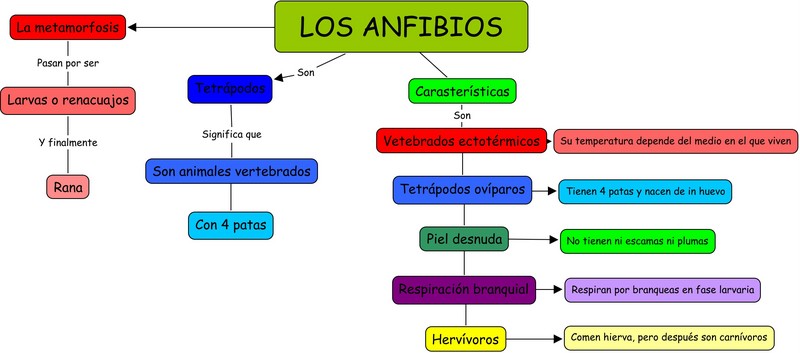 Naturales en el Álvar: Anfibios