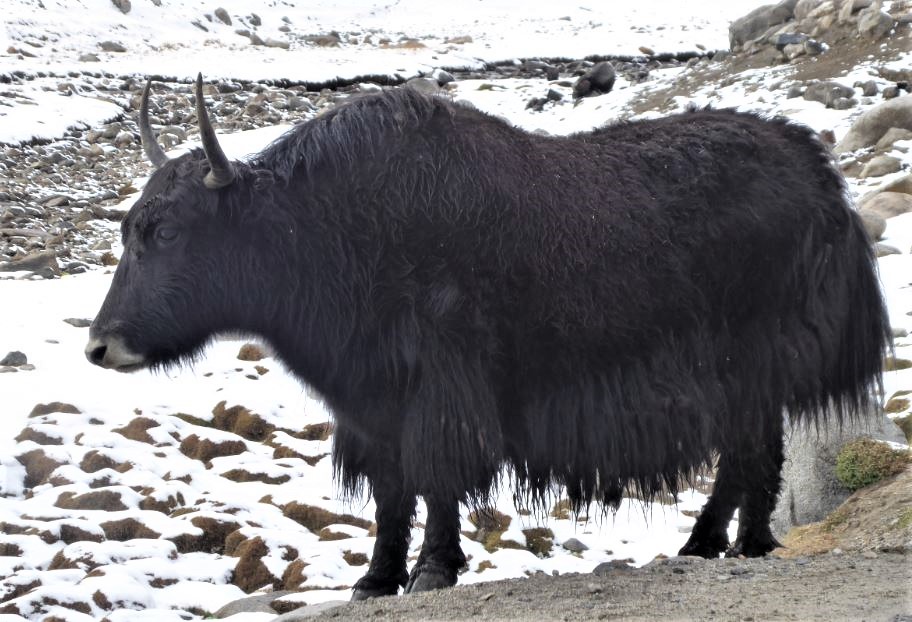 Rheumatologe: The Yak in Ladakh