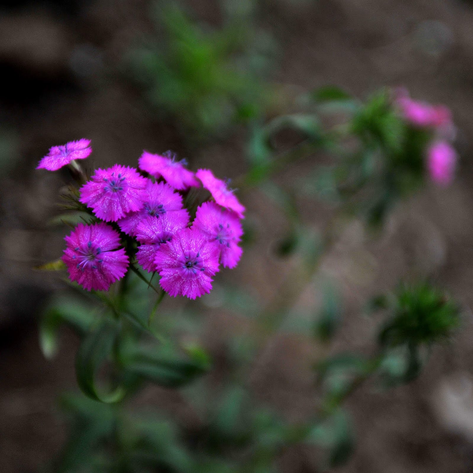 Things: Karan Phool (Dianthus barbatus) now from Kashan!