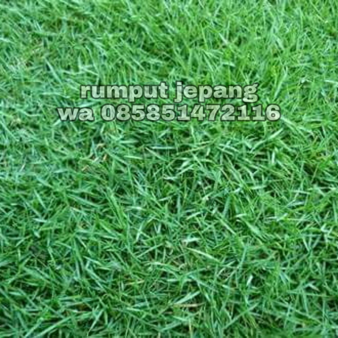 Rumput jepang di mojokerto cocok untuk tempat panas seperti di taman ...
