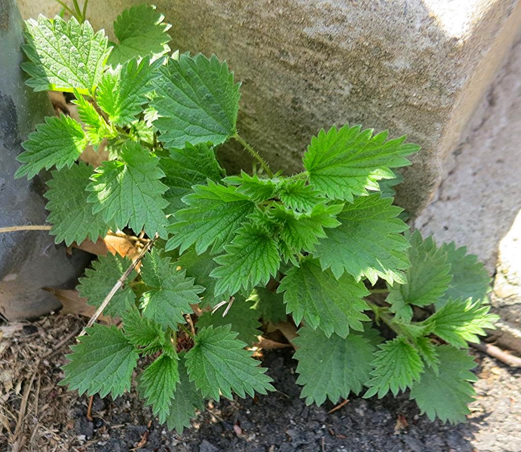 The Foraged Foodie: Spring is Springing, and so are the Edibles