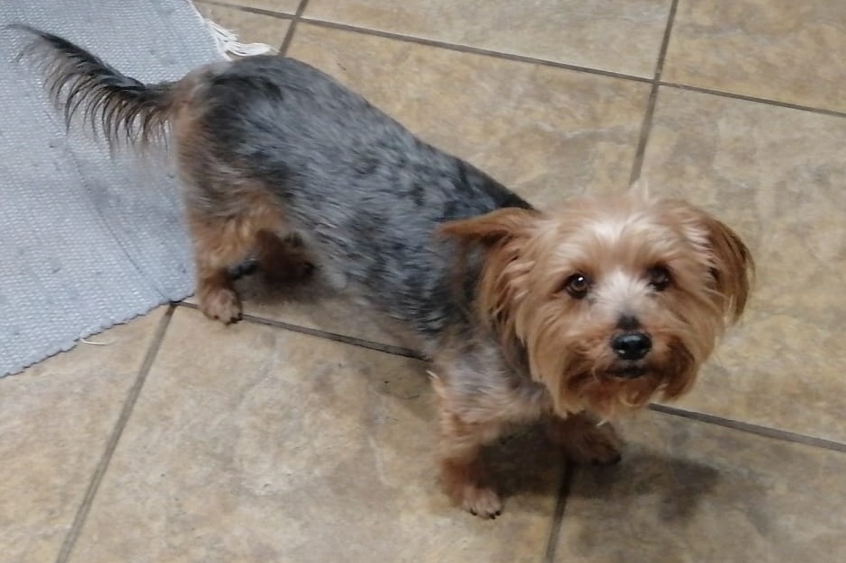 ALREADY ADOPTED! #545 - Gauteng, Brakpan - Cola calm and sweet Yorkie ...