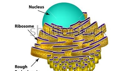 Biologia: Organitele celulare