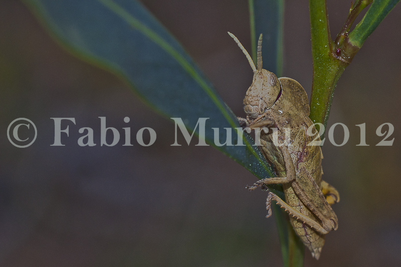 Fabio Murru: Pamphagus Sardeus