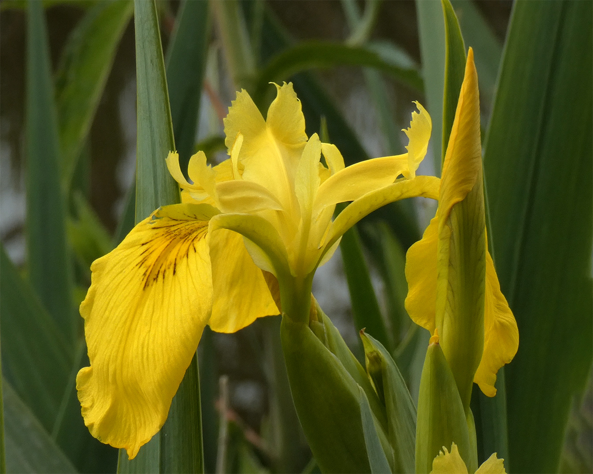Natuurnotities Monique Smulders: De gele lis en zijn buitenlandse ...