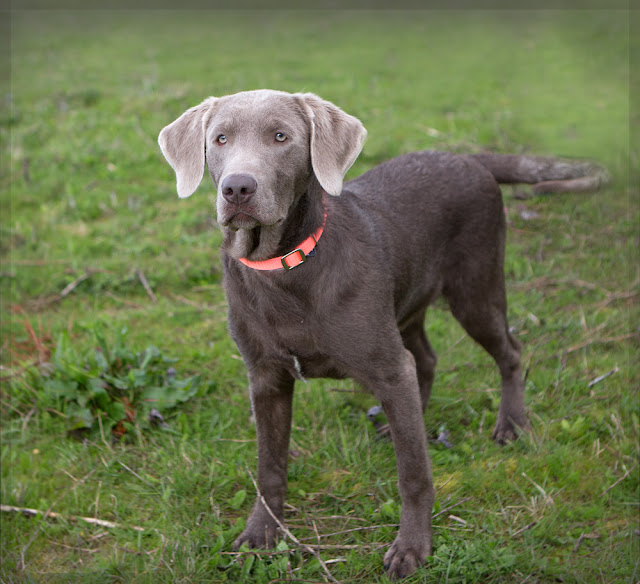 Shelter Dogs of Portland: "SPUTNIK" young Weimaraner/Silver Lab mix