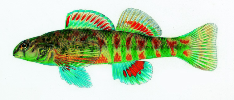 TNACI Field Notes: Happy Darter Holidays from TNACI