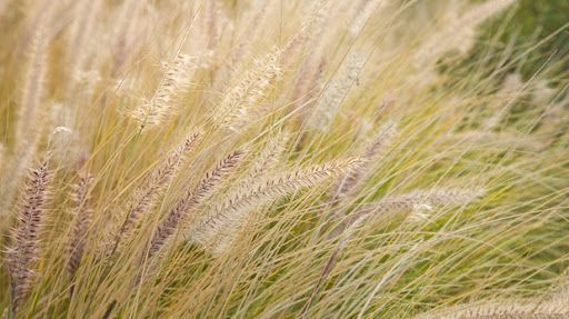 Izinhlobo zotshani ngesiZulu | Utshani