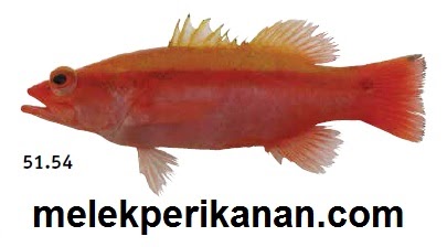 Ikan Betok Laut Kuning Atau Yellowback Basslet (Liopropoma dorsoluteum ...