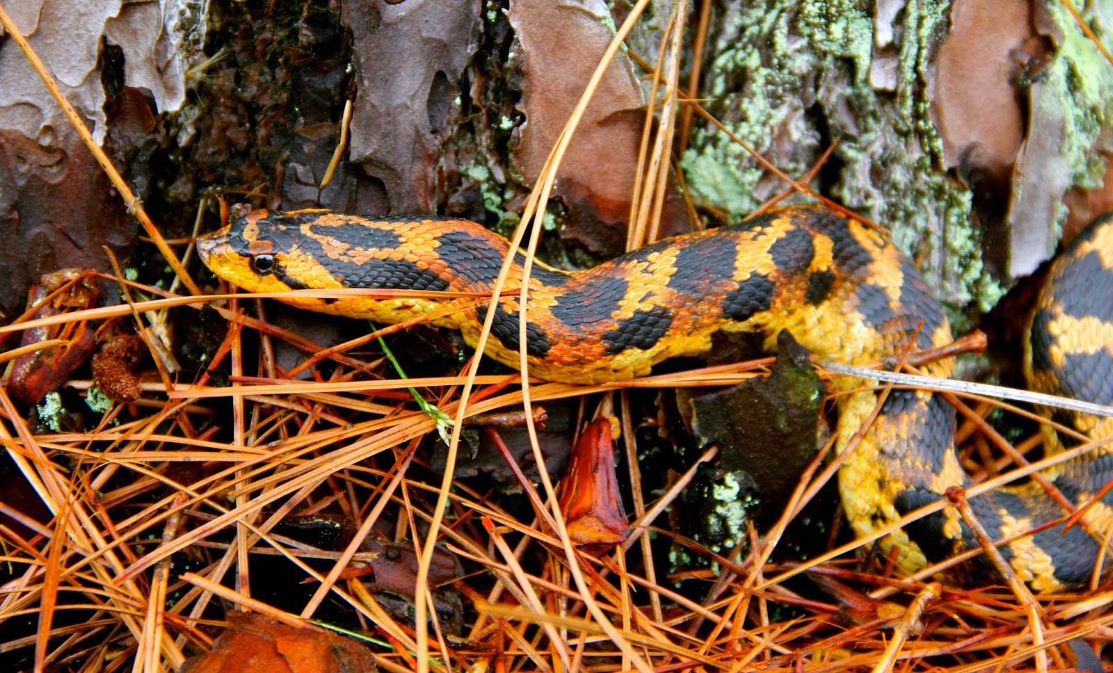 Hoot Owl Karma: Spotted Turtle and Eastern Hognose Snake - Fellow Travelers