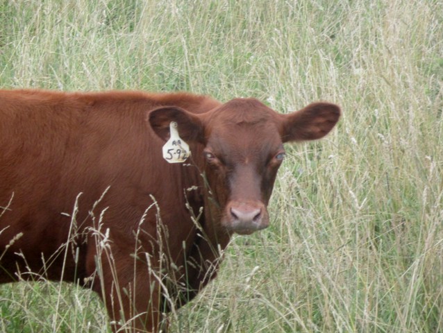 4R Ranch: Pinkeye in Cattle