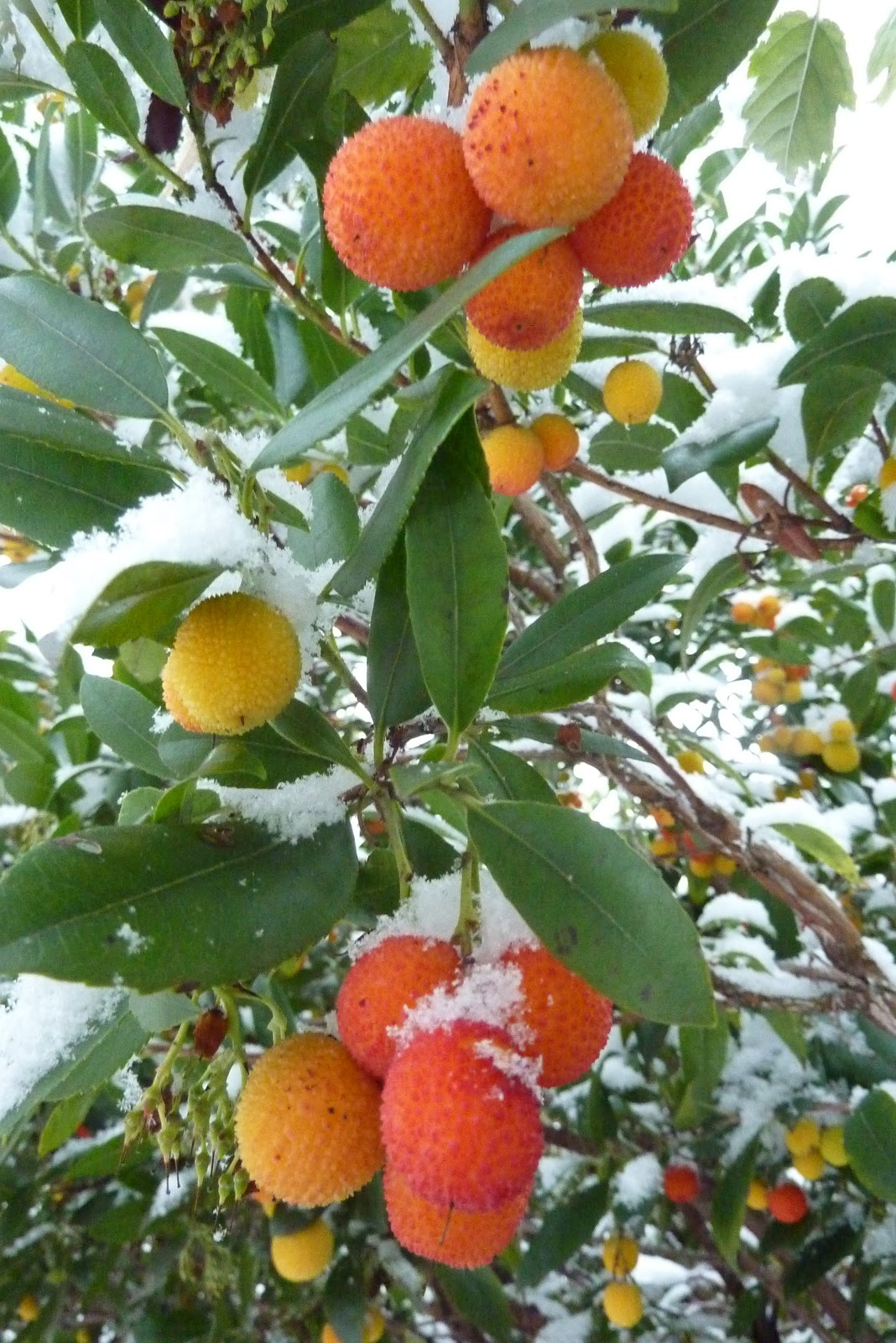 Strawberry Fruit Tree Pictures : Buy strawberry-tree Arbutus unedo ...