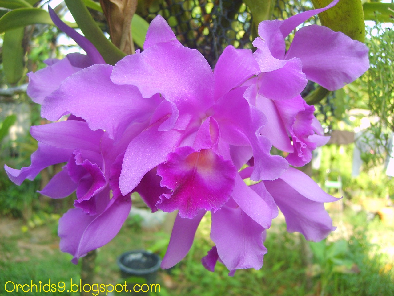 Orchids Flowers Pictures Bulbophyllum Vanda Cattleya Cymbidium ...