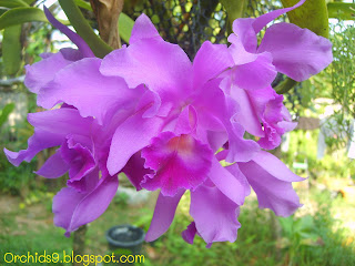 Orchids Flowers Pictures Bulbophyllum Vanda Cattleya Cymbidium ...