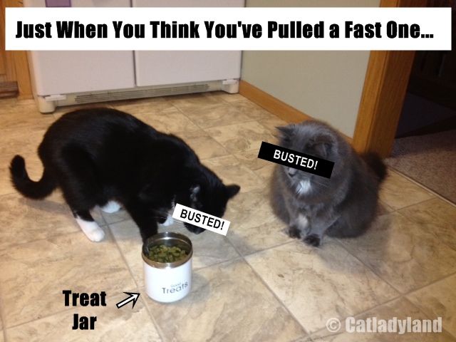 Catladyland: Cats are Funny: December 2011