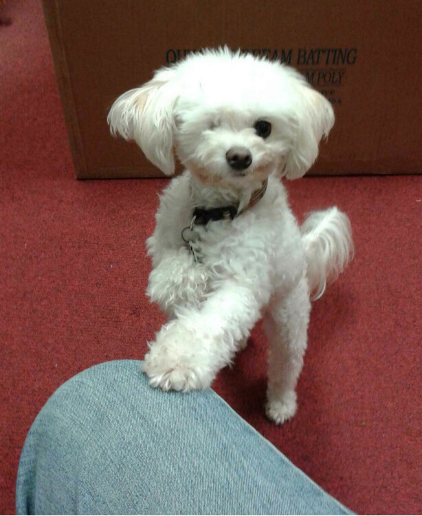 Sew in Love {with Fabric}: Joey: The Most Famous Dog in Quilting