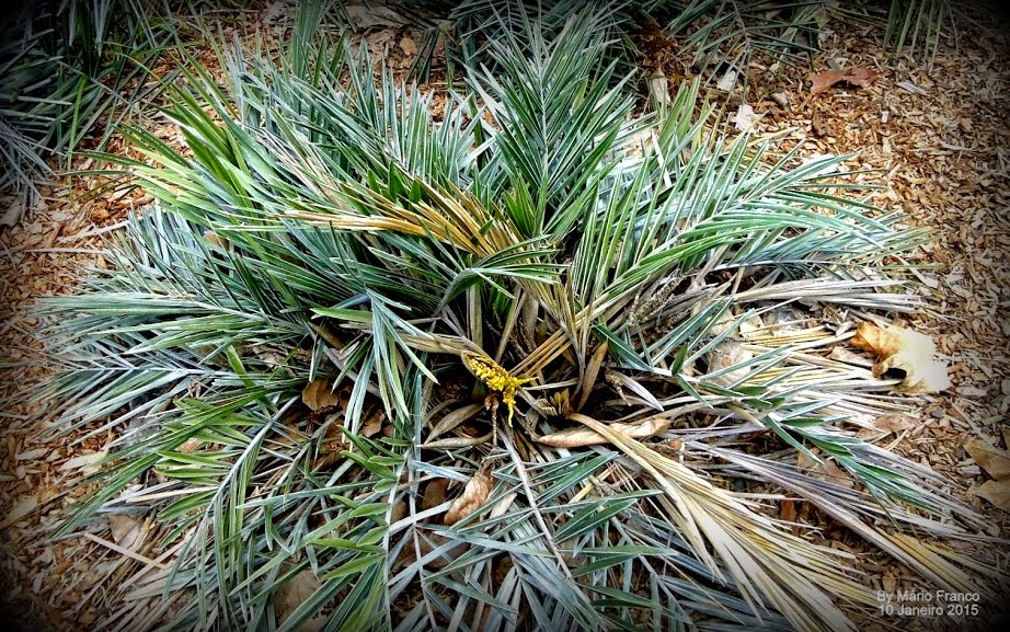 Meu Cantinho Verde: ARIRI- MIRIM, COQUINHO ARIRI - ( Syagrus microphylla )