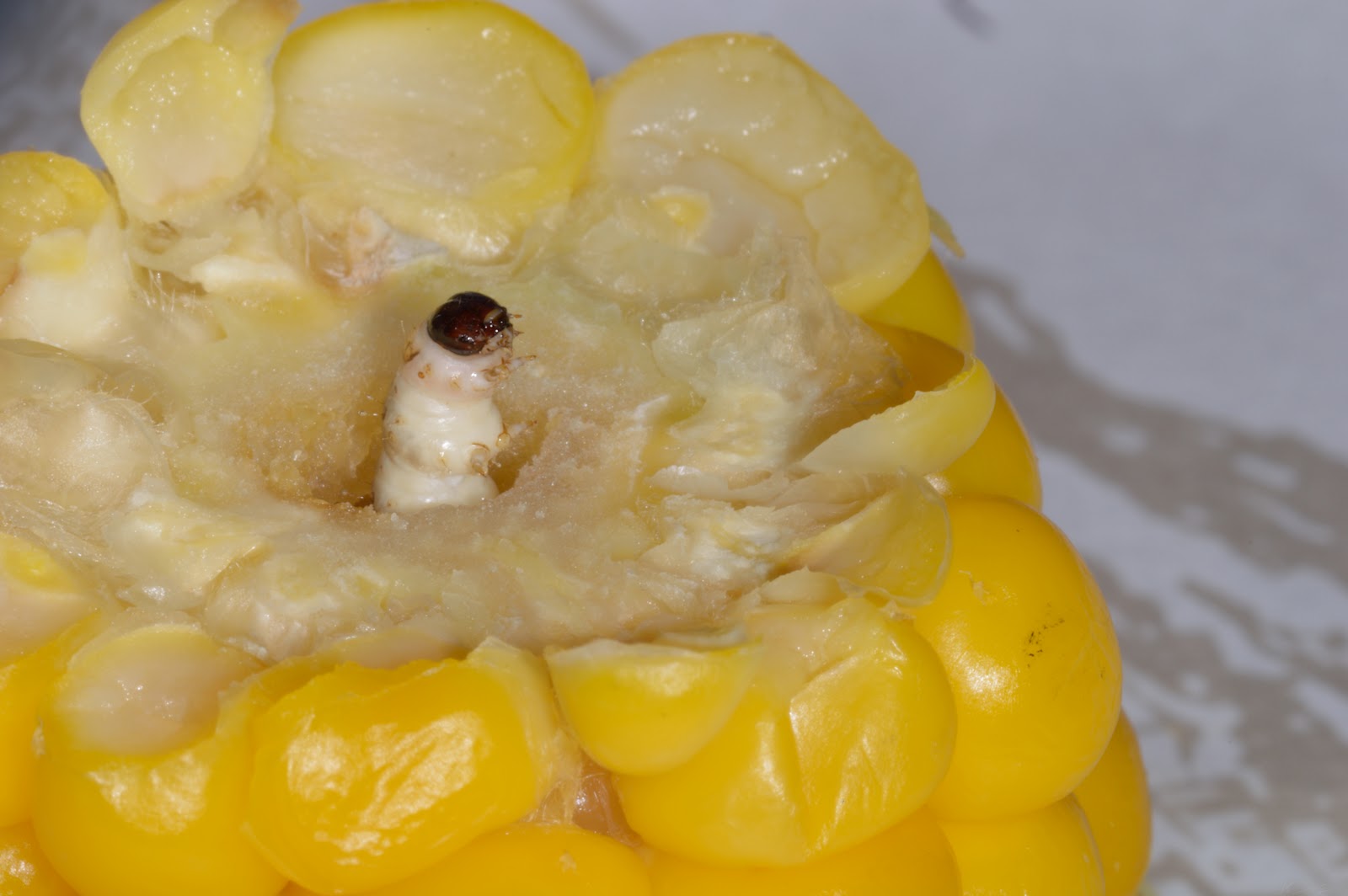 Bank of PhotoGraphics: Boiled Corn... Nightmare...
