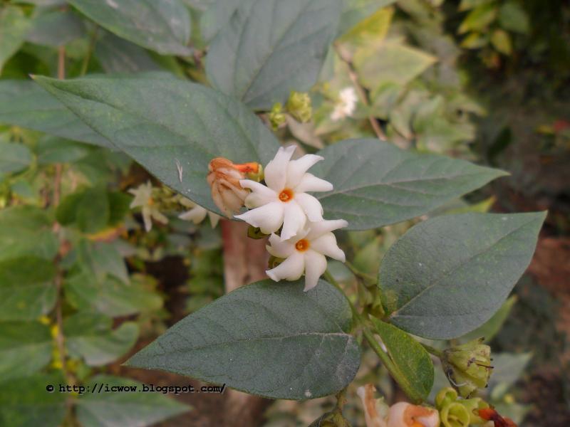 Sheuli / Shefali - Nyctanthes arbor-tristis