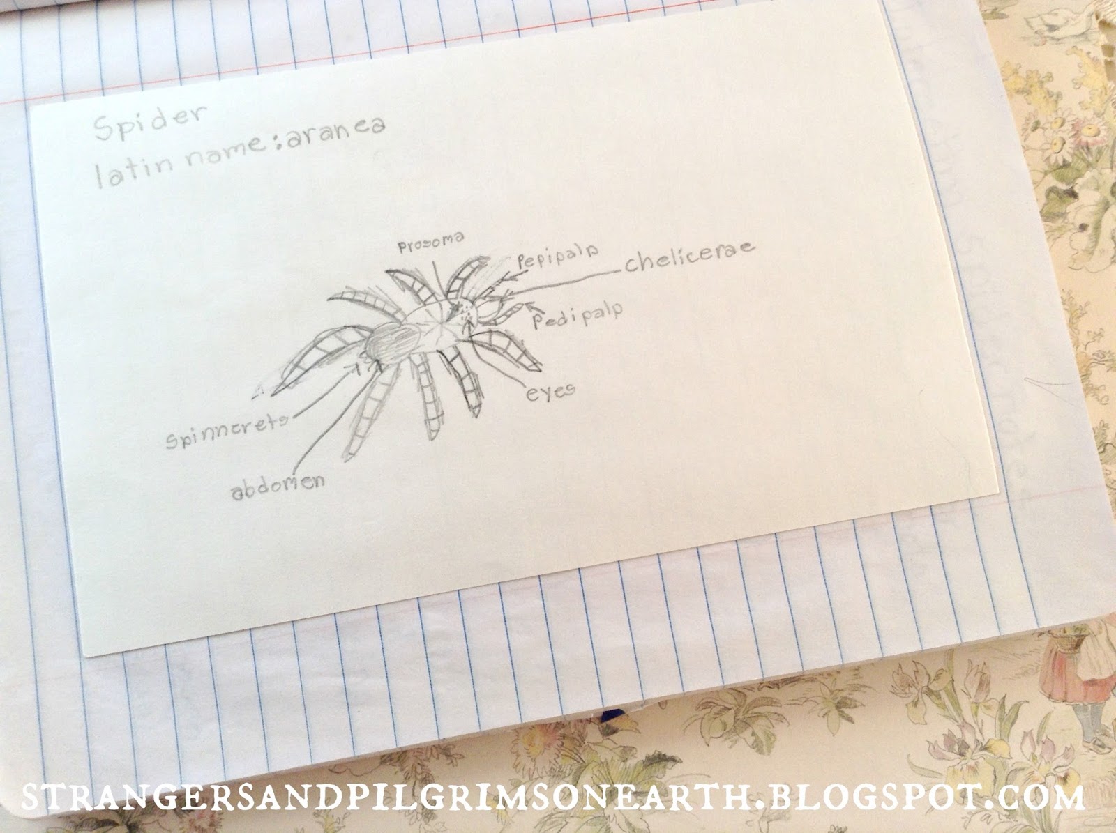 Strangers & Pilgrims on Earth: Sample of Our Nature Study Notebook ...