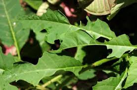 Controlling Bachac And Biting Ants In Citrus Orchards