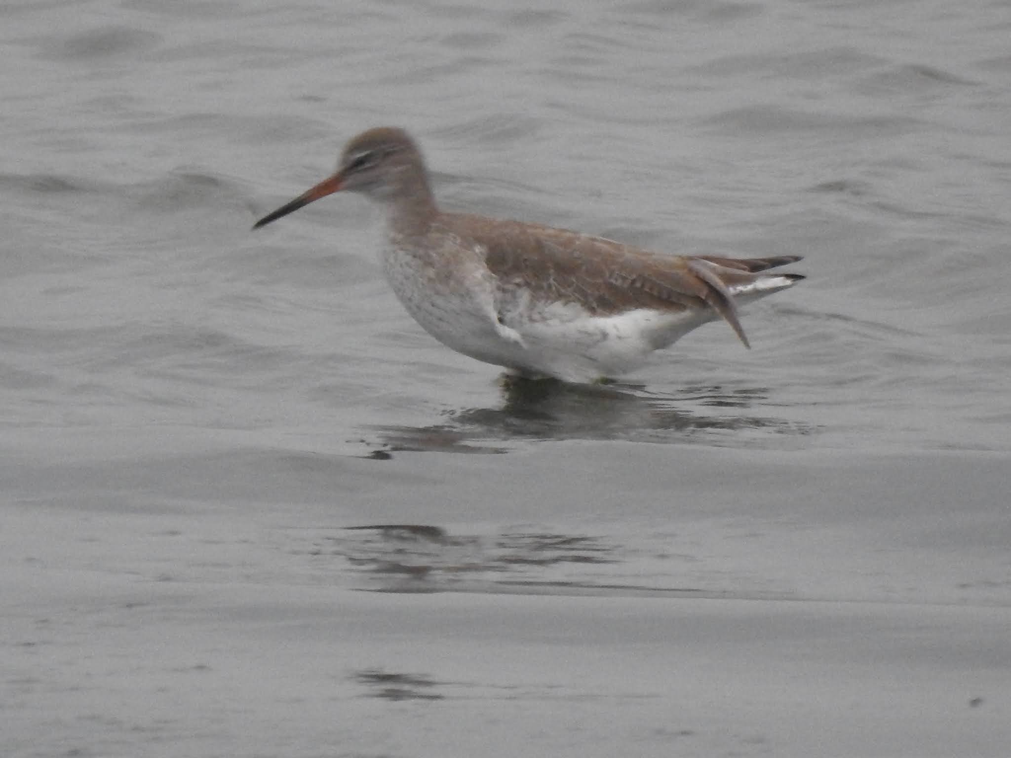 PASARI DIN ROMANIA: FLUIERAR CU PICIOARE ROSII, Tringa totanus