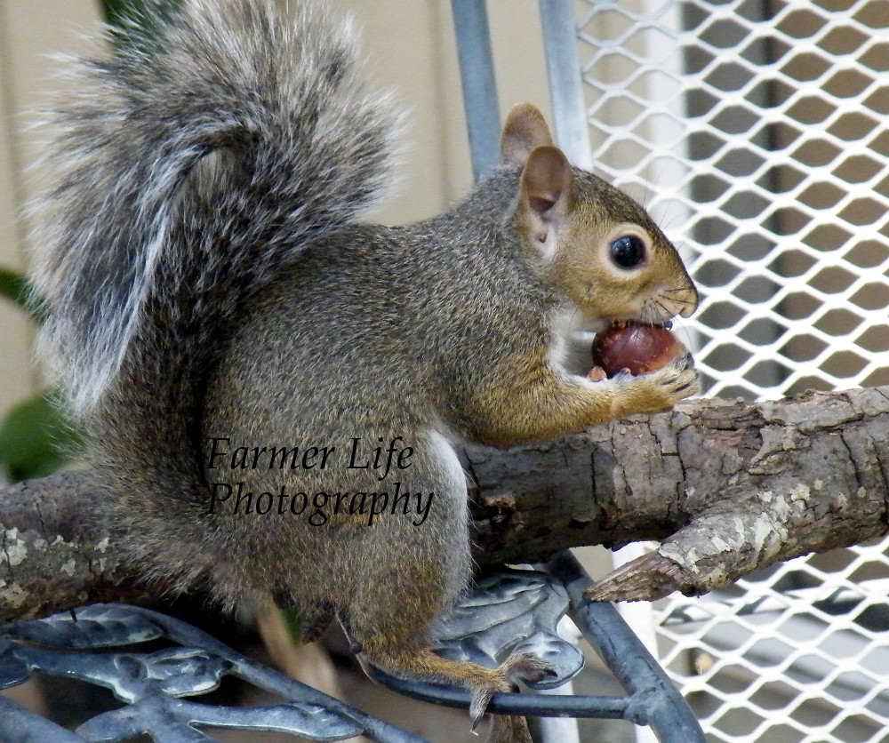 Living A Farmer's Life: Squirrel Spam 2!