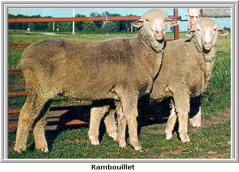 S T R A V A G A N Z A: OVINOS - HISTÓRIA DA RAÇA MERINO E RAMBOUILLET