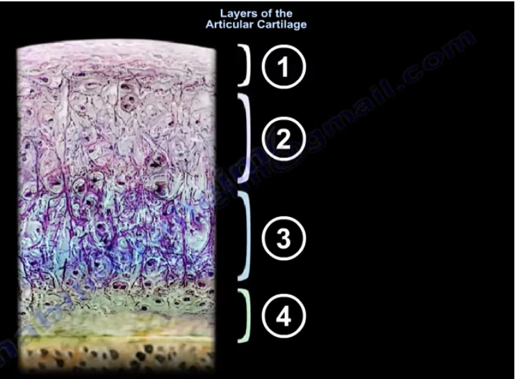 Dr. Nabil Ebraheim's Blogspot: Layers of Articular Cartilage ...